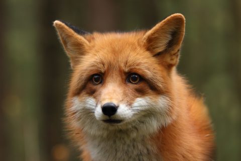 Tir de renards - Fossé41